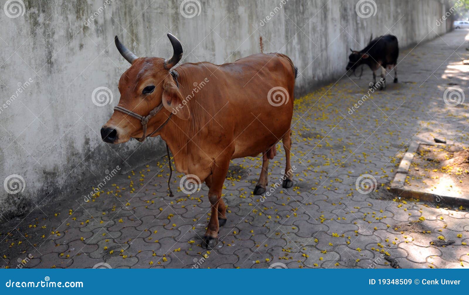 Holy Cows stock image. Image of religion, city, sidewalk - 19348509