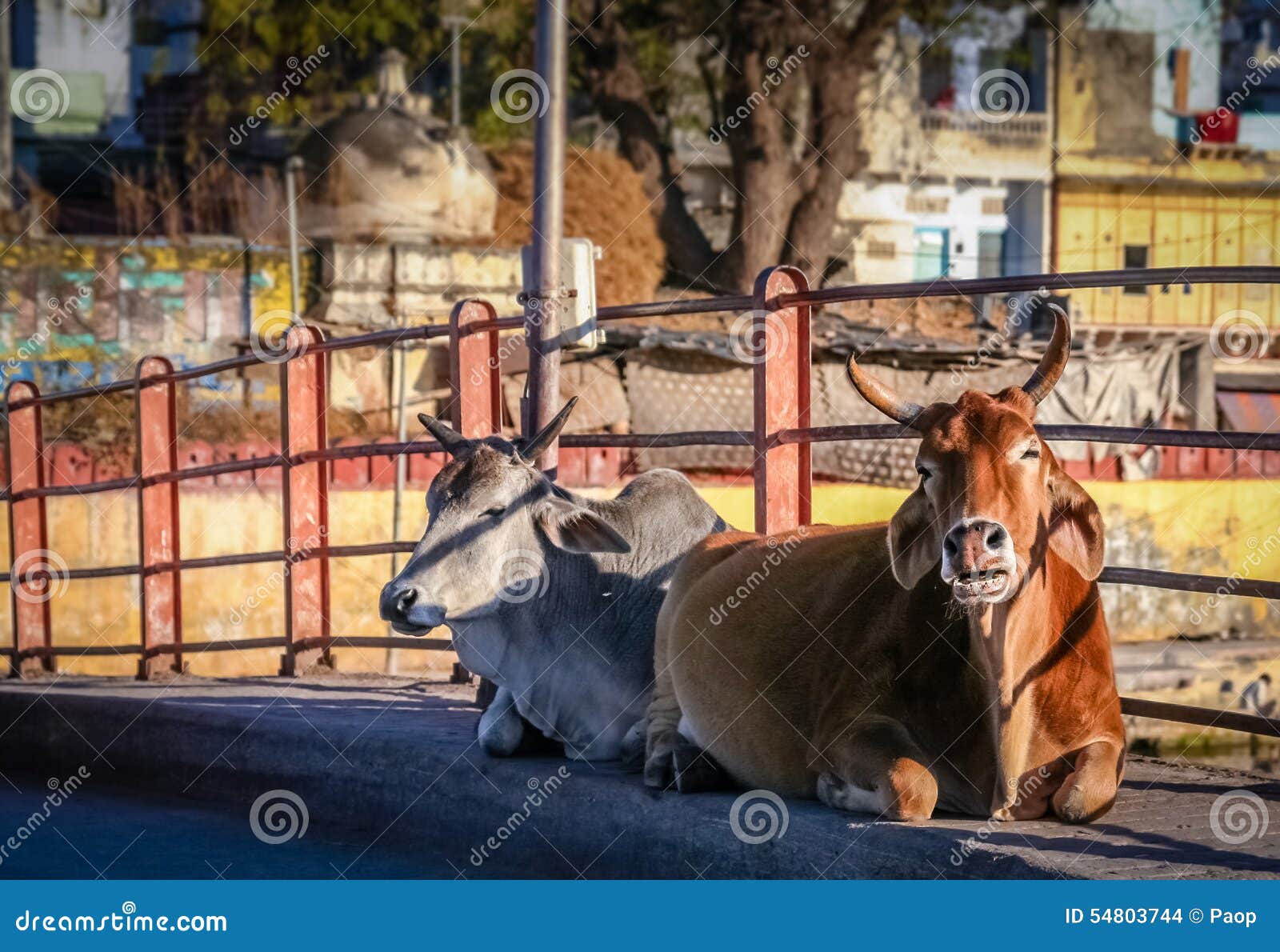 Holy cows stock photo. Image of bullock, asia, countryside - 54803744
