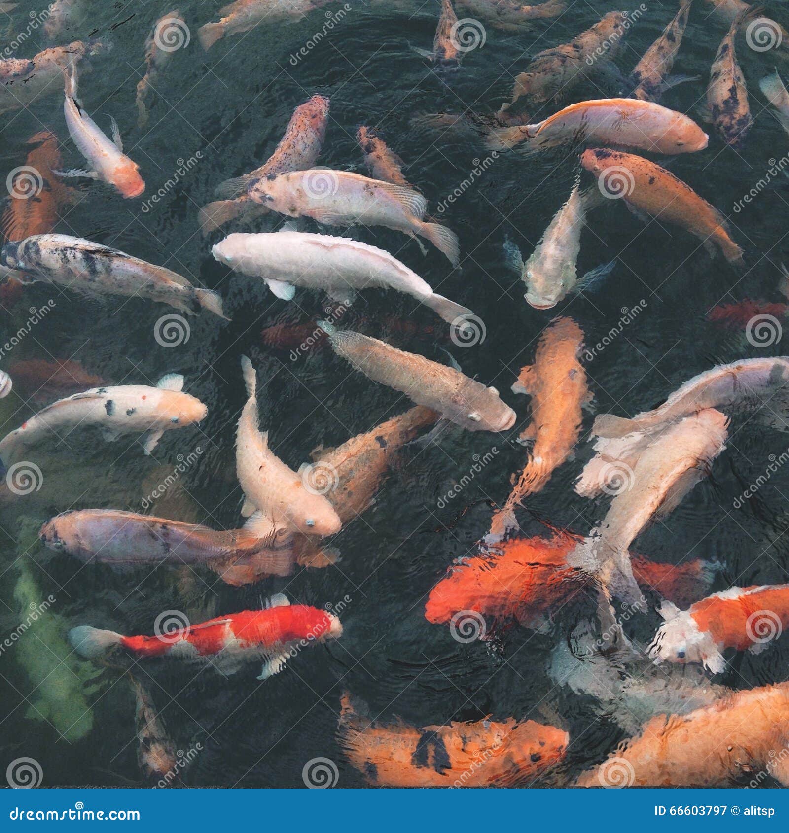 Holy fish stock image. Image of fish, temple, tirta, empul - 66603797