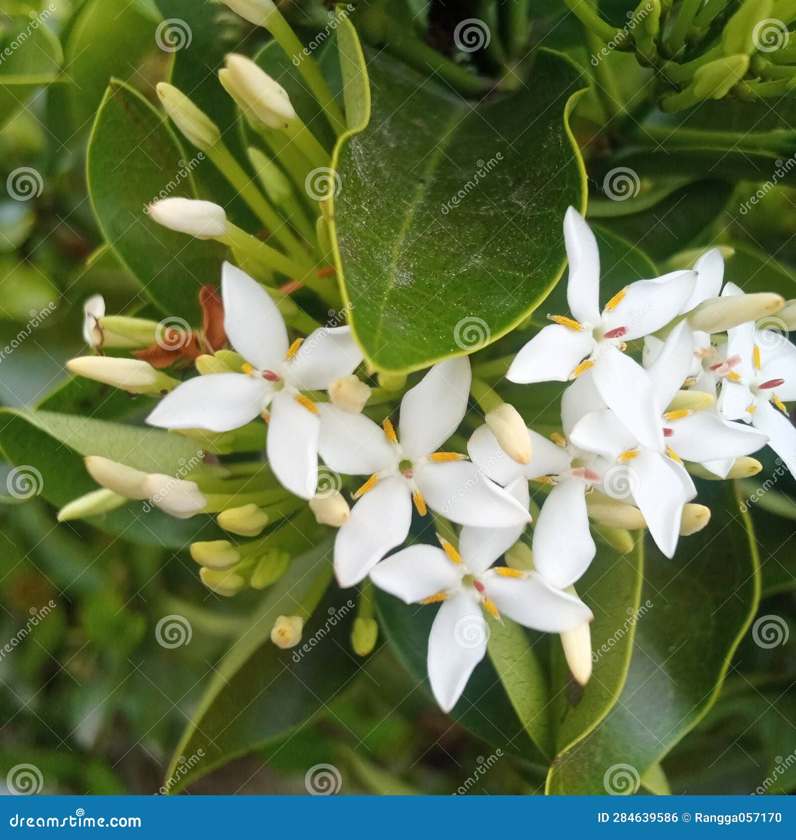 Holy Flower calm child stock photo. Image of childhood - 284639586