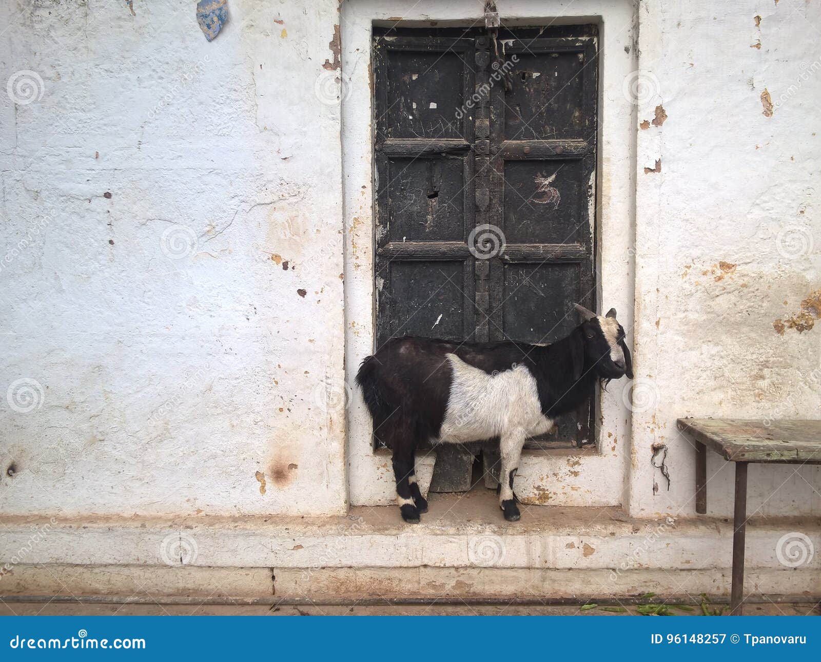 Holy goat stock image. Image of asia, sacred, river, ghat - 96148257