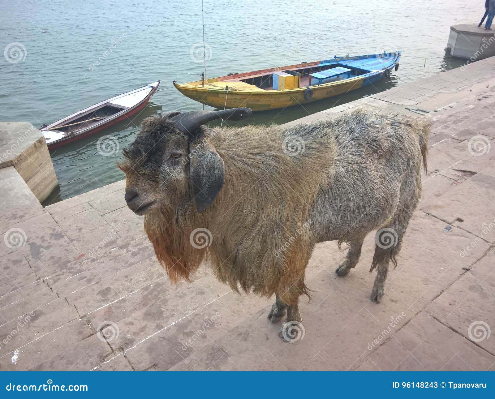 Holy Goat Stock Image | CartoonDealer.com #96148243