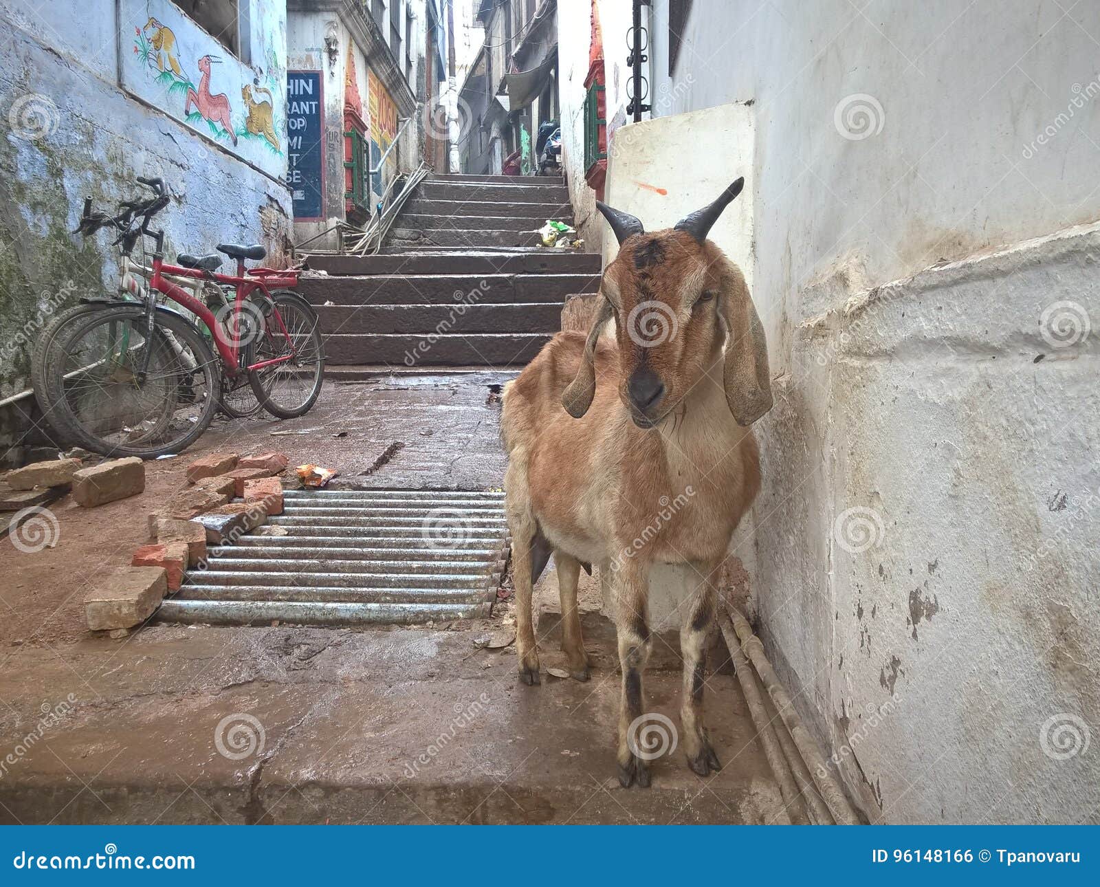 Holy Goat Stock Image | CartoonDealer.com #96148243