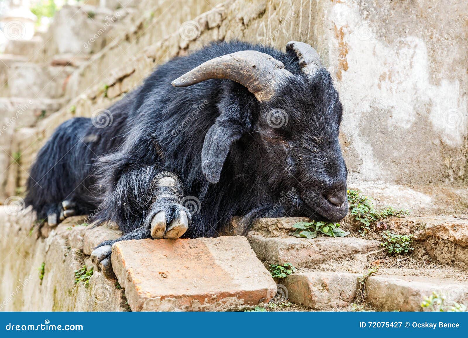 Holy Goat Stock Image | CartoonDealer.com #96148243