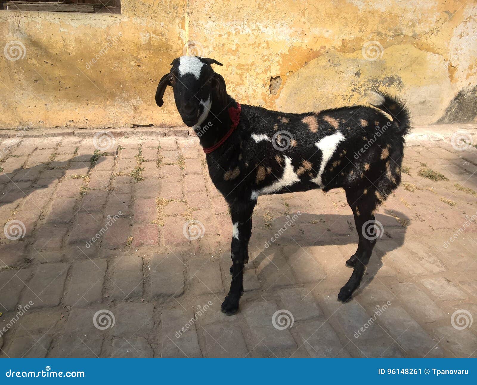 Holy Goat Stock Image | CartoonDealer.com #96148261