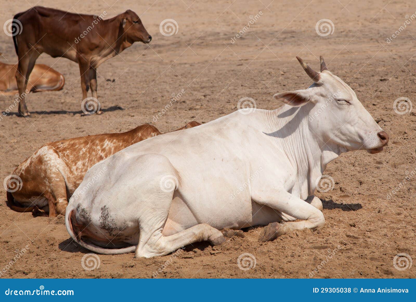Holy Indian Cows on the Sand Stock Photo - Image of farming, india ...
