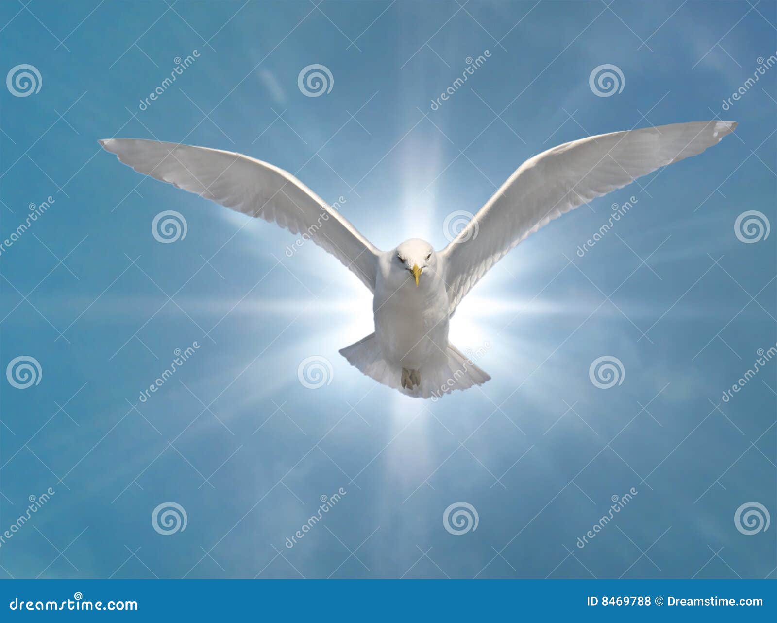 Holy Spirit stock photo. Image of flight, hover, shine - 8469788
