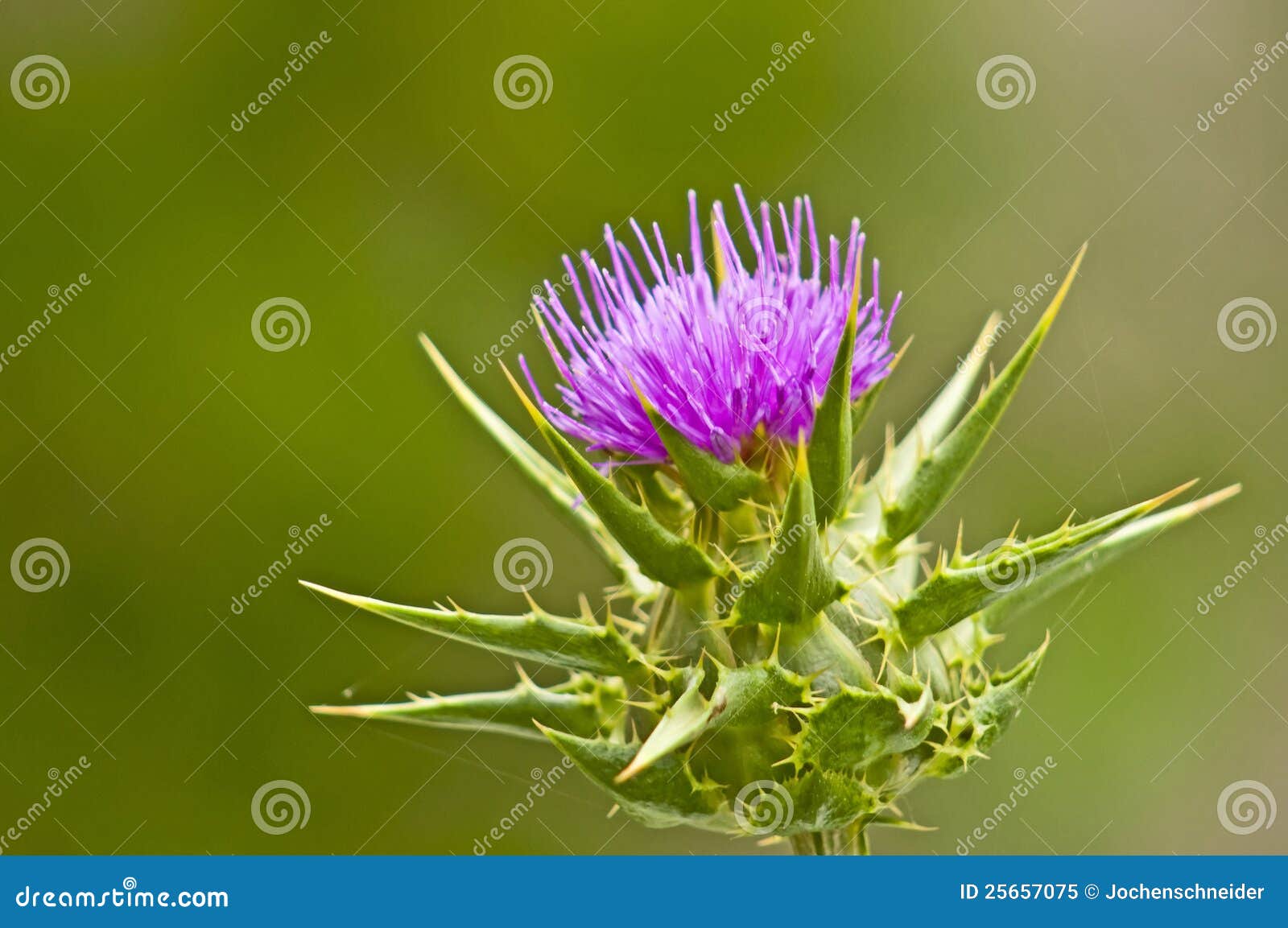 Holy thistle stock image. Image of adans, invasive, mediterranean ...