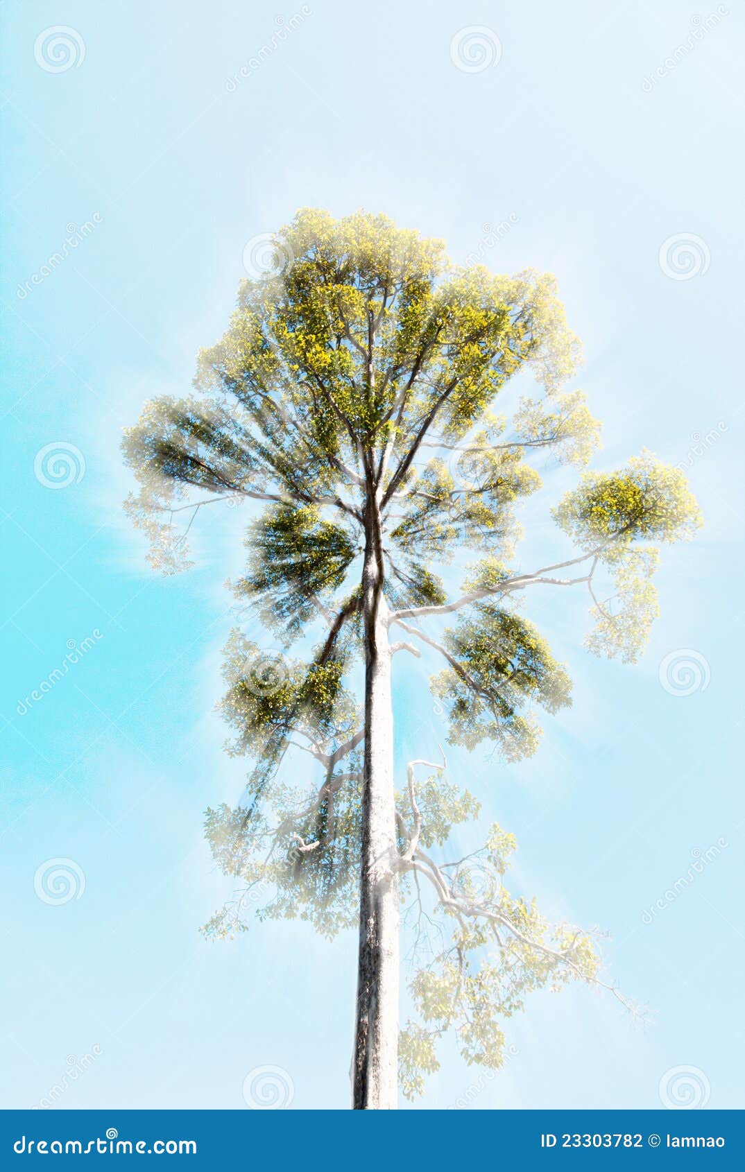 Holy tree stock photo. Image of background, concept, abstract - 23303782
