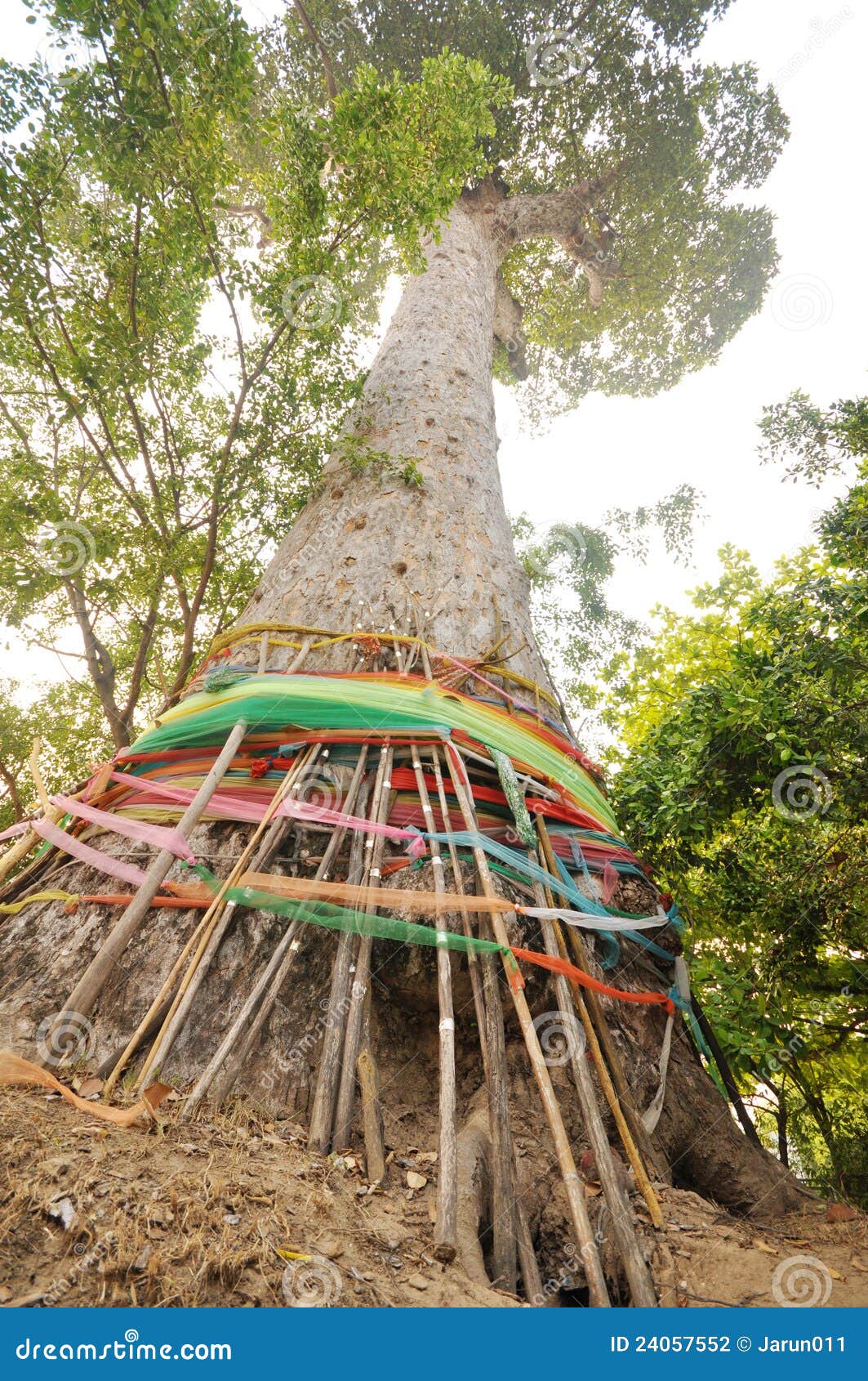 Holy tree stock photo. Image of thailand, worship, superstition - 24057552
