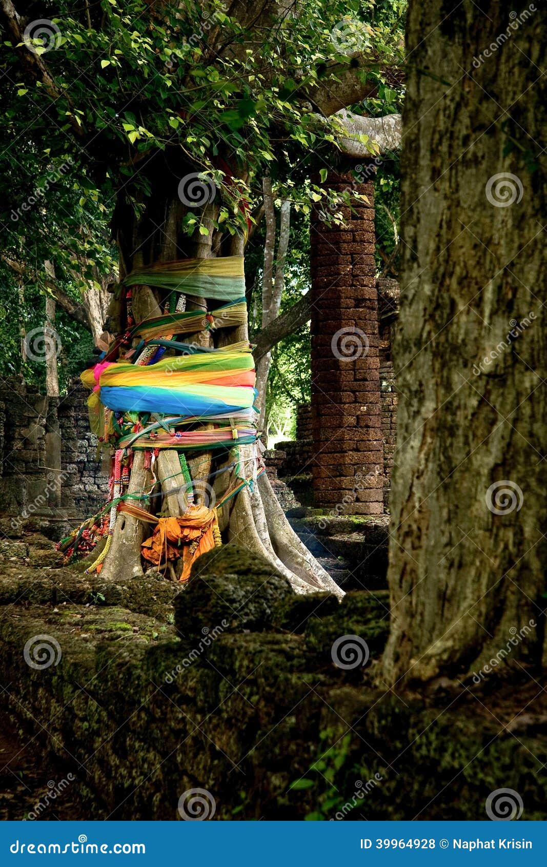 Holy tree stock photo. Image of faith, presumption, credit - 39964928