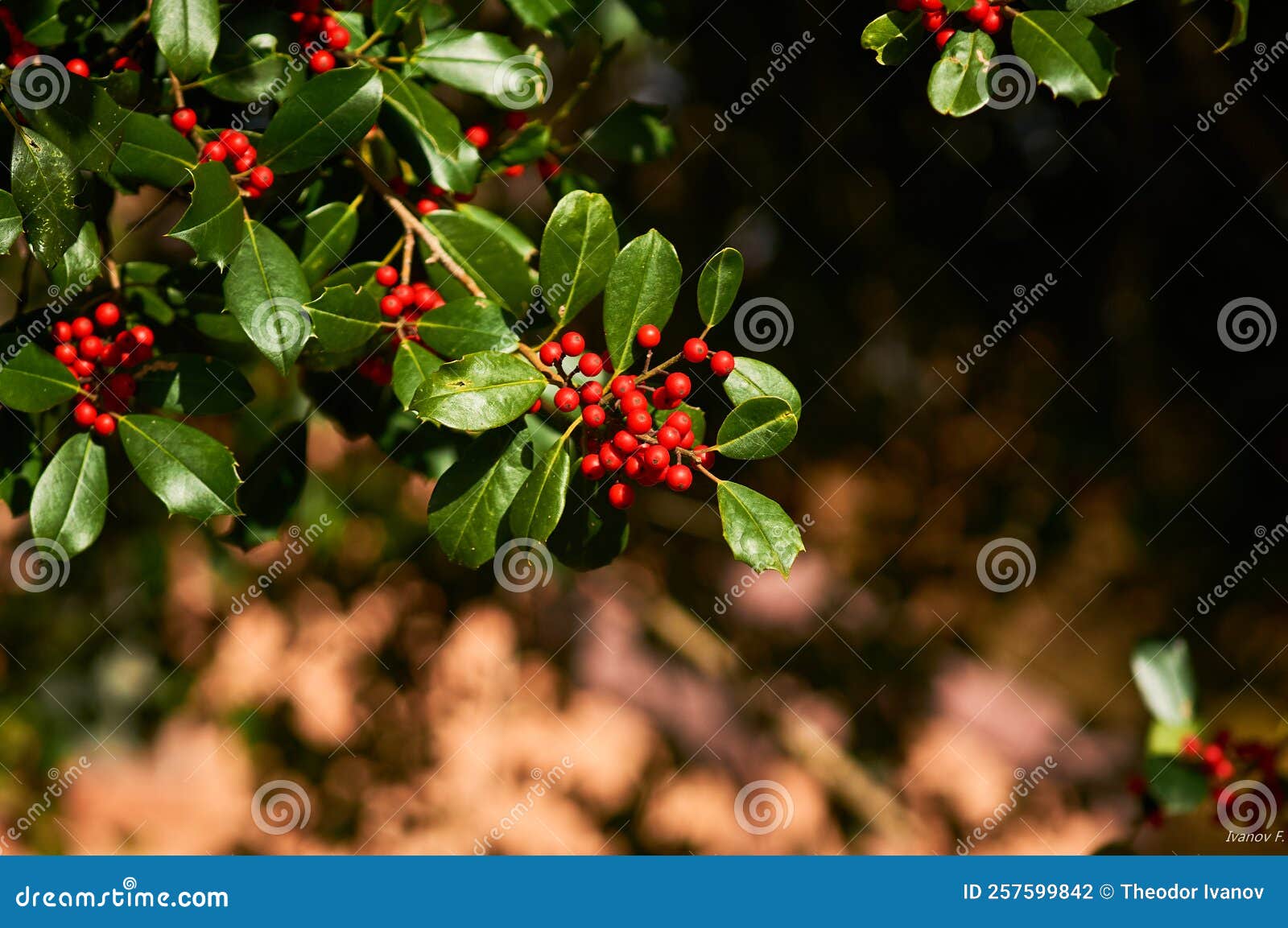 Holly tree stock photo. Image of berries, autumn, holy - 257599842
