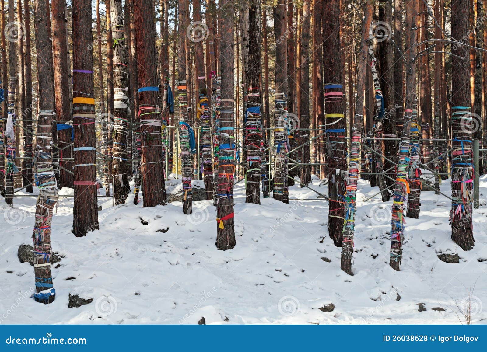 Holy trees stock photo. Image of religion, pine, arshan - 26038628