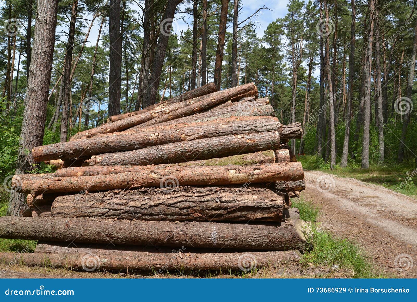Holzbereitstellung Im Kiefernholz Stockbild - Bild von seitlich ...