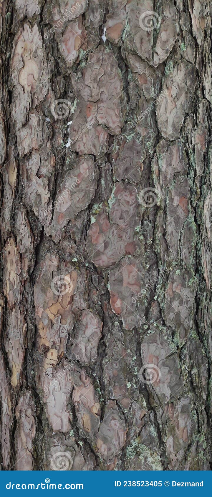 Holzstamm stockbild. Bild von hintergrund, weinlese - 238523405