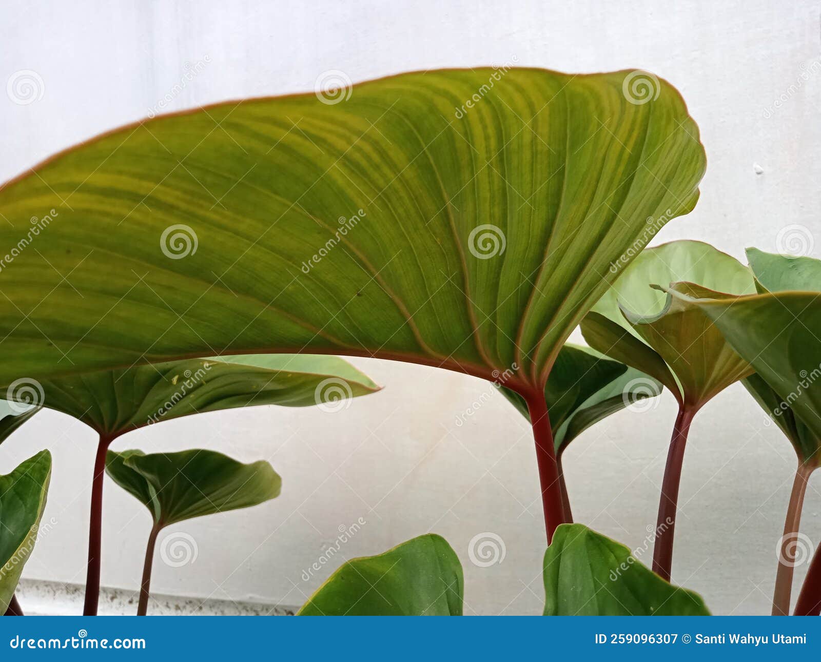 Homalomena Red Stem Visible Lower Leaves Stock Image - Image of lower ...