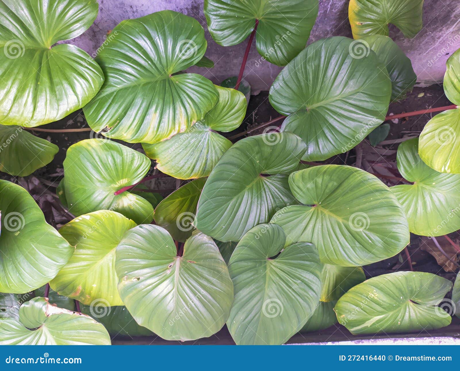 A Homalomena Rubescens Plant. for Plant Background or Wallpaper Stock ...