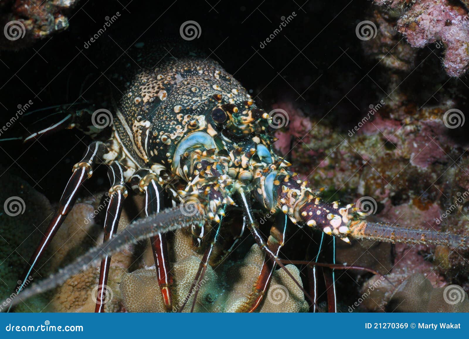 Homar obraz stock. Obraz złożonej z homar, wyspa, podwodny - 21270369