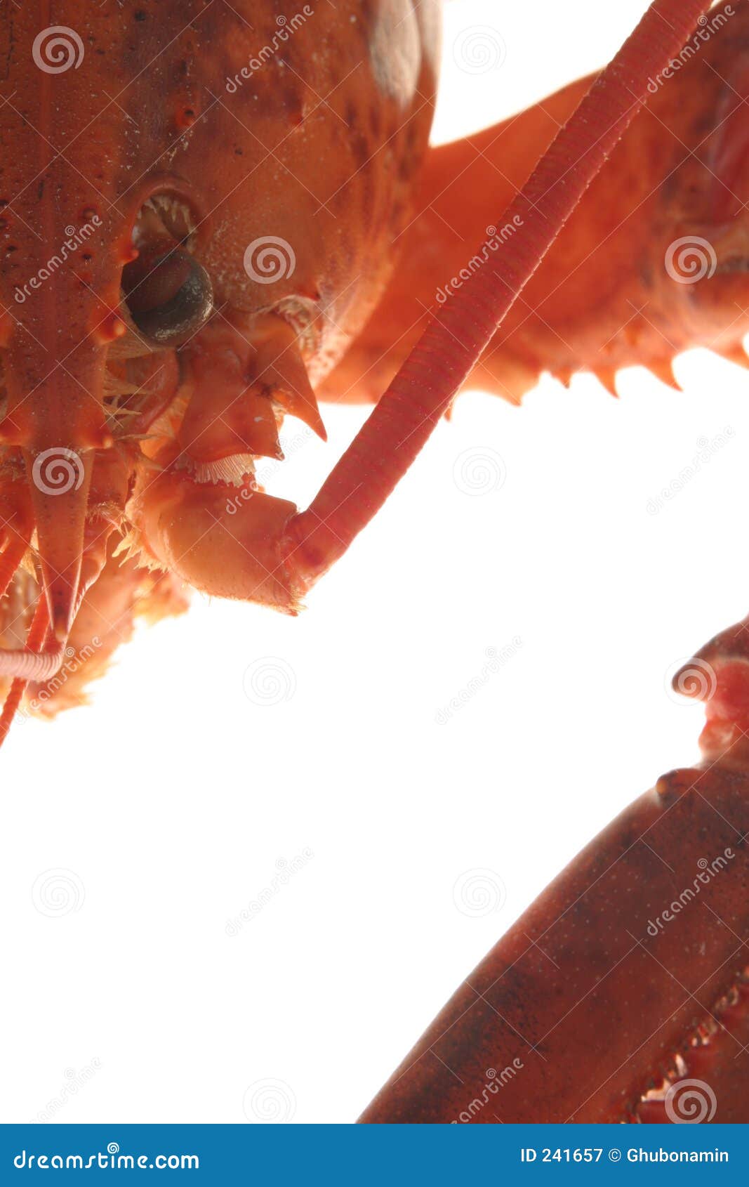 Homar obraz stock. Obraz złożonej z atlantycki, ryba, wakacje - 241657