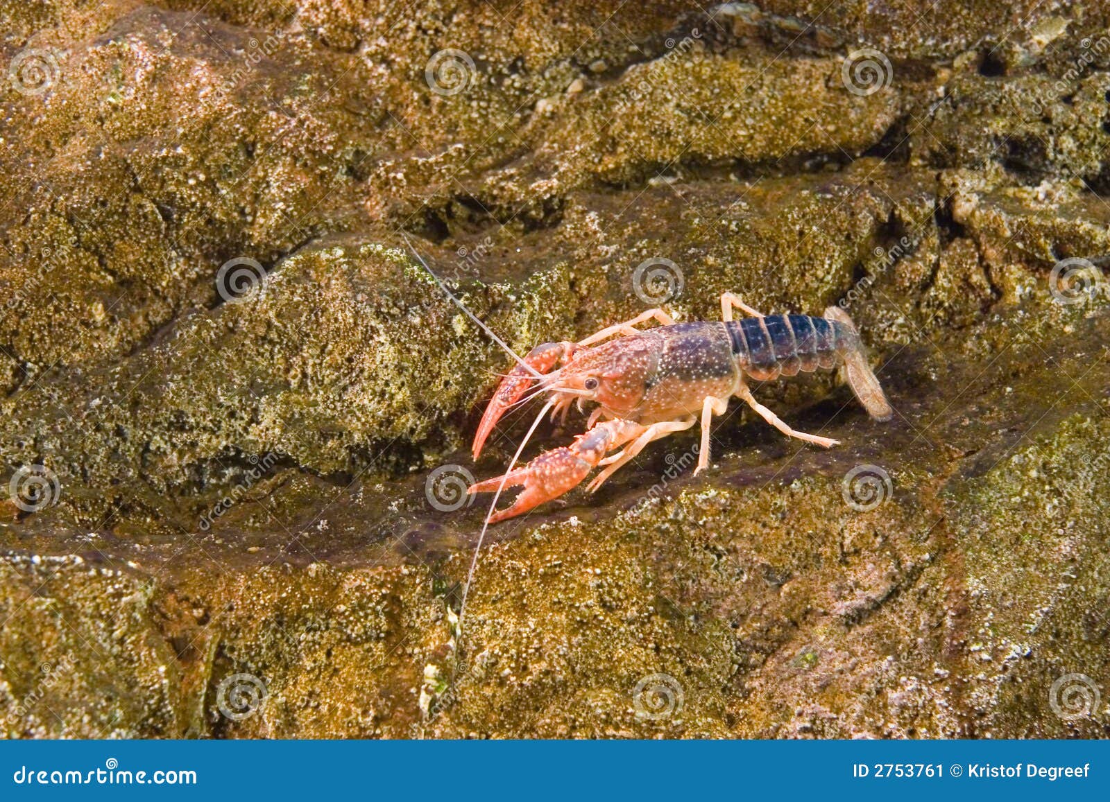 Homar obraz stock. Obraz złożonej z homary, pazury, oceany - 2753761