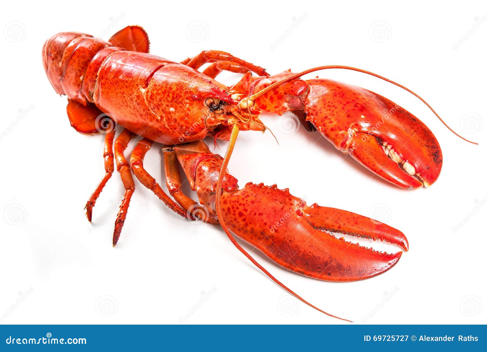 Homard D'isolement Sur Un Fond Blanc Image stock - Image du vivacité ...