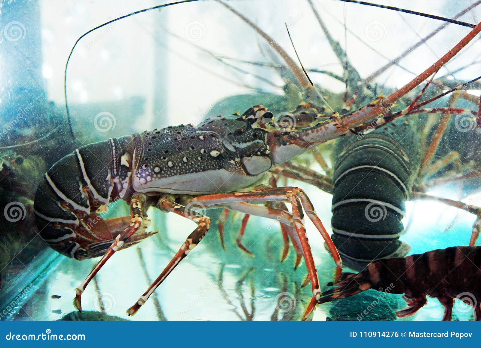 Homard dans l'aquarium photo stock. Image du pêche, intérieur - 110914276
