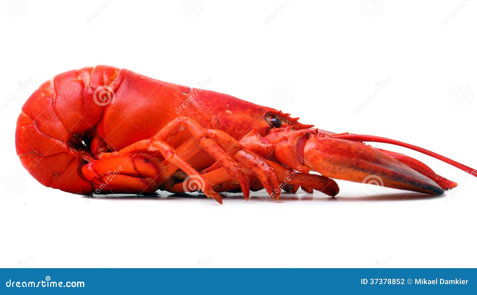 Homard rouge photo stock. Image of crustacéen, animal - 37378852