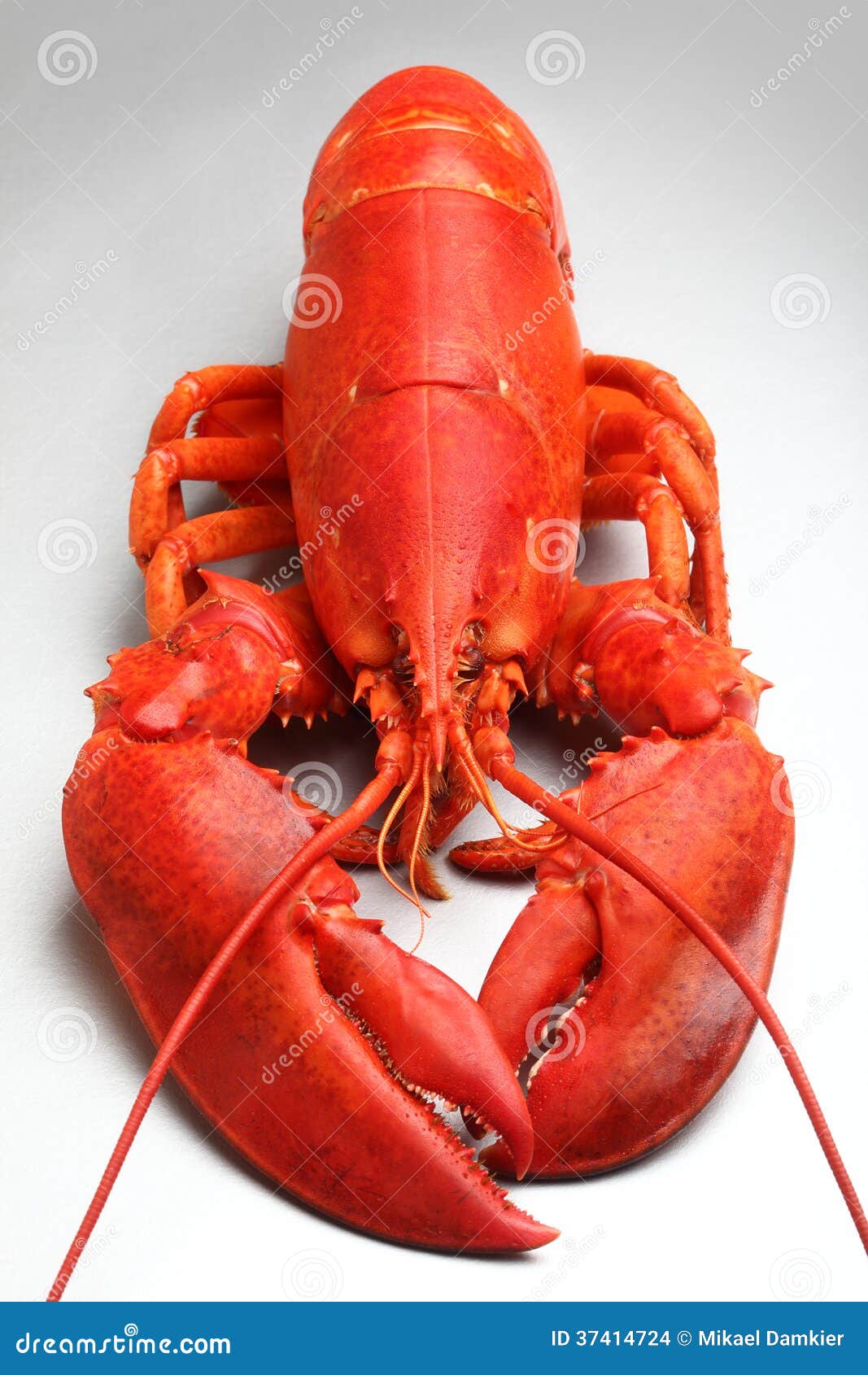 Homard rouge photo stock. Image du préparé, coquillages - 37414724