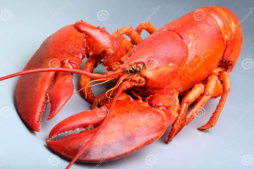 Homard rouge image stock. Image du seafood, rouge, animal - 37418563