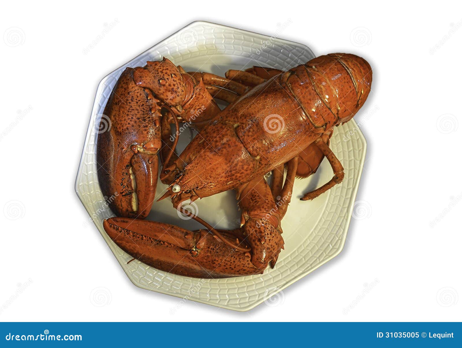 Homard rouge entier image stock. Image du rouge, seafood - 31035005