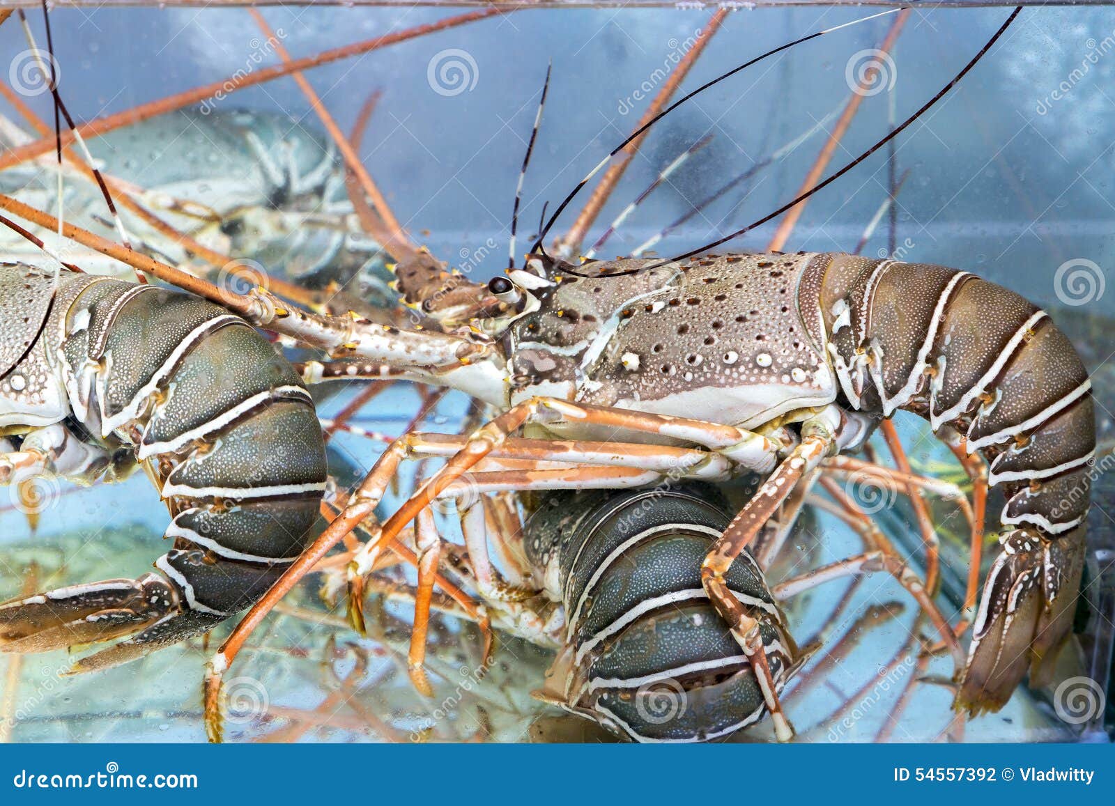 Homard sous l'eau photo stock. Image du griffes, commun - 54557392
