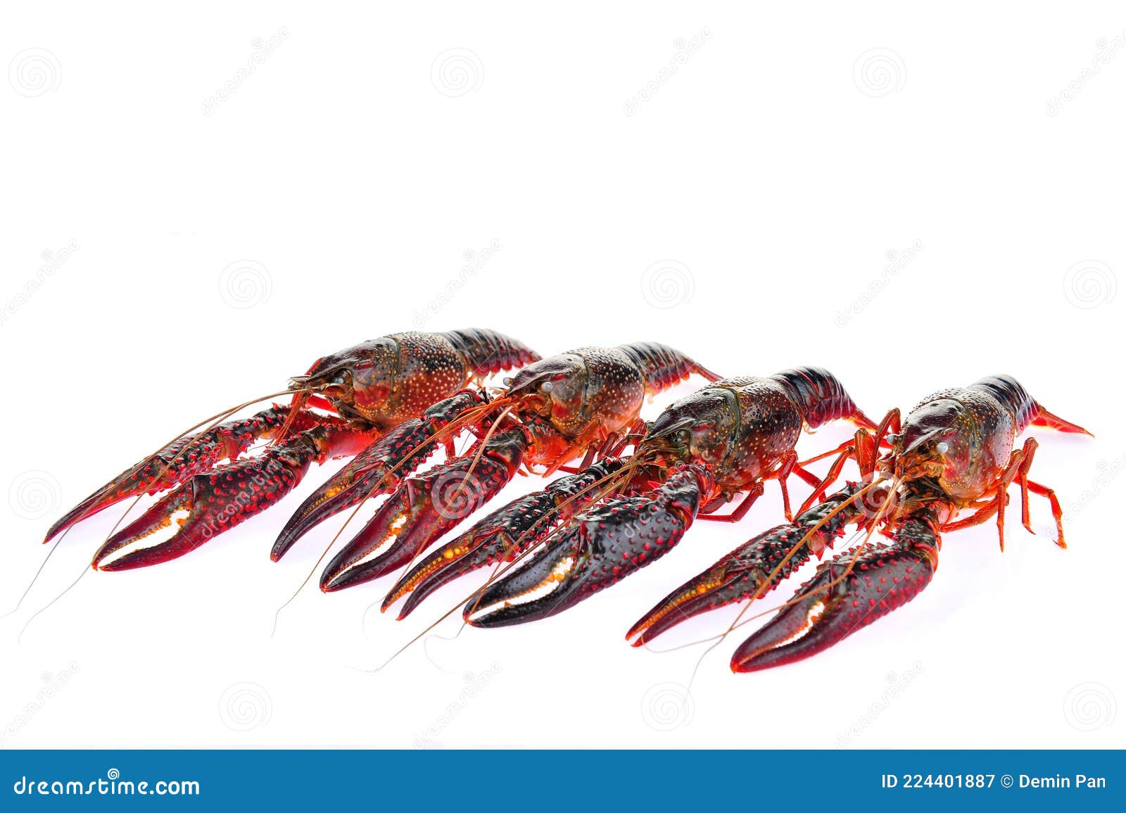 Homard sur fond blanc image stock. Image du langoustine - 224401887
