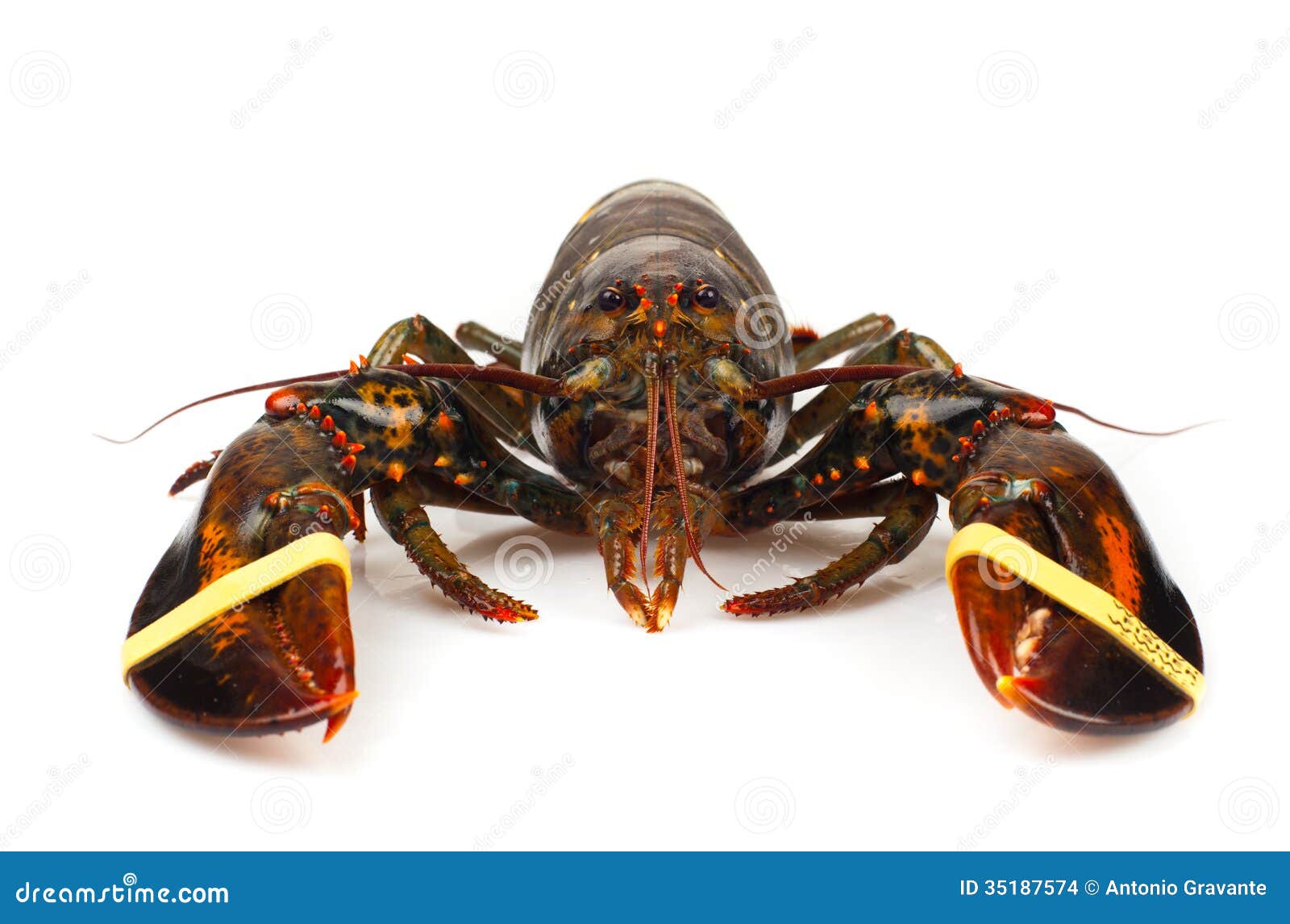 Homard vivant photo stock. Image du grand, dîner, griffes - 35187574