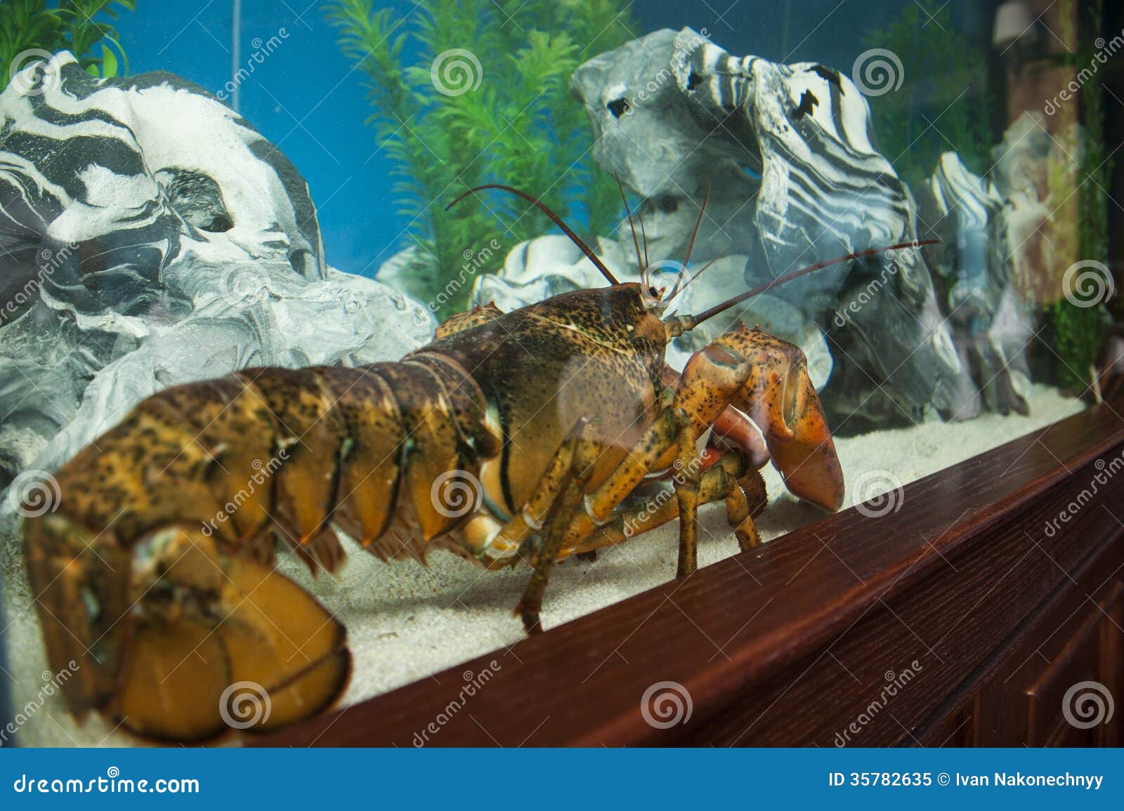 Homard vivant image stock. Image du marin, animal, couleur - 35782635