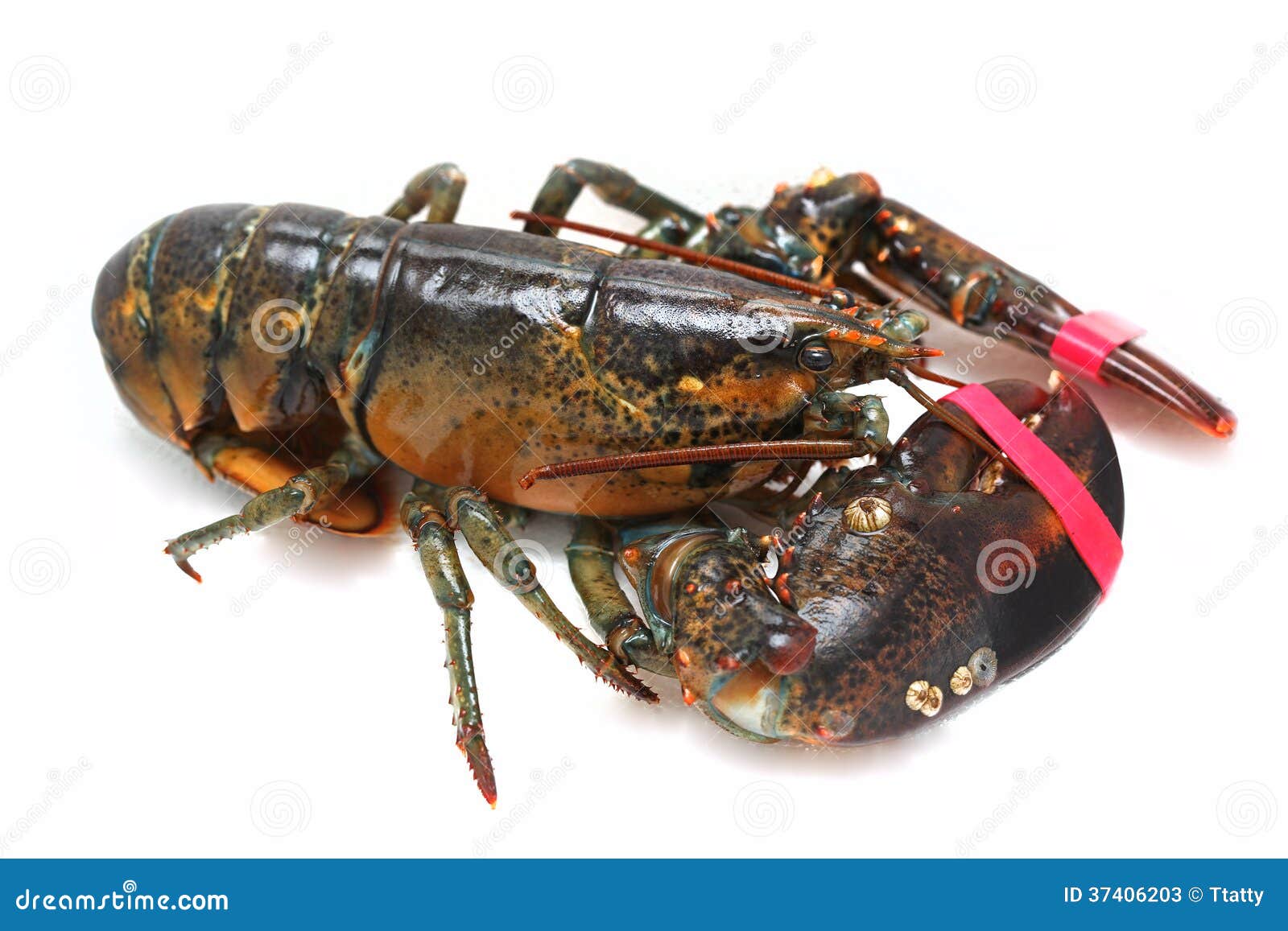Homard vivant image stock. Image du animal, nourriture - 37406203