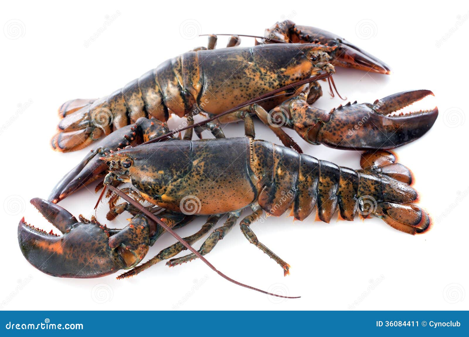 Homards image stock. Image du vivacité, luxe, gastronomie - 36084411