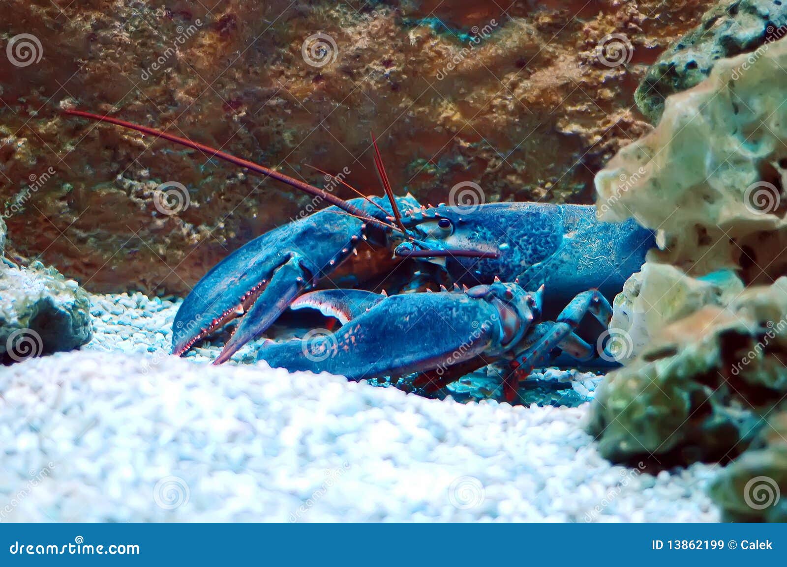 Homarus gammarus stock image. Image of swim, catfish - 13862199