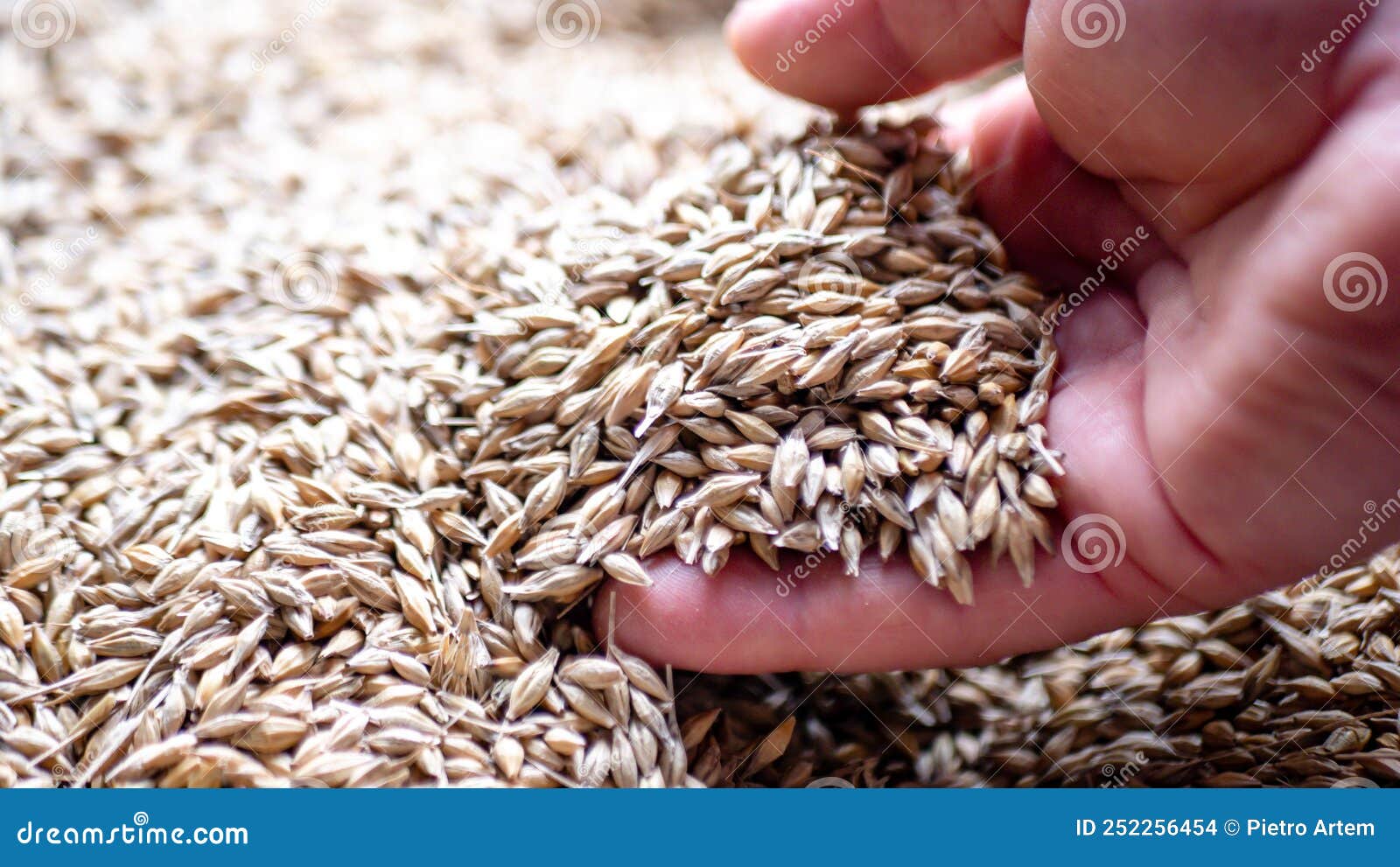Hombre Con Granos De Malta En Las Manos. Foto de archivo - Imagen de ...
