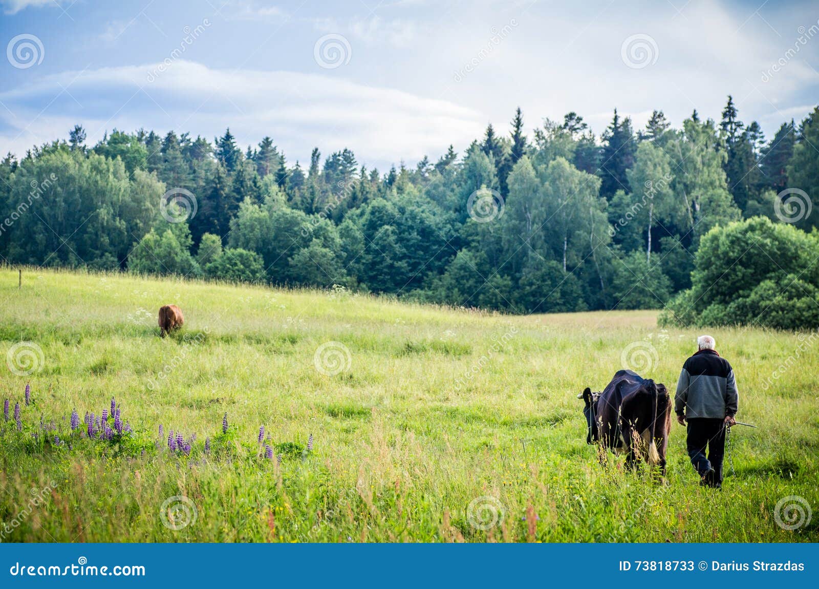 Hombre con la vaca imagen de archivo. Imagen de necesidades - 73818733