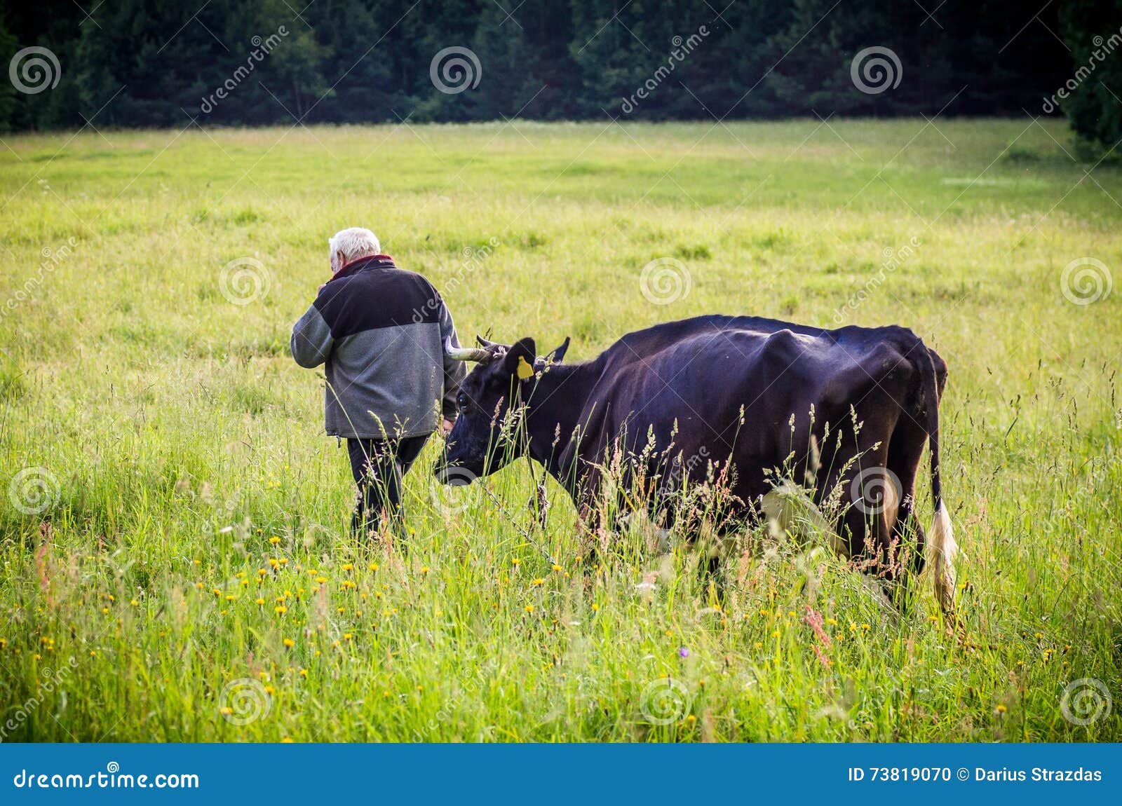 Hombre con la vaca foto de archivo. Imagen de campo, verde - 73819070