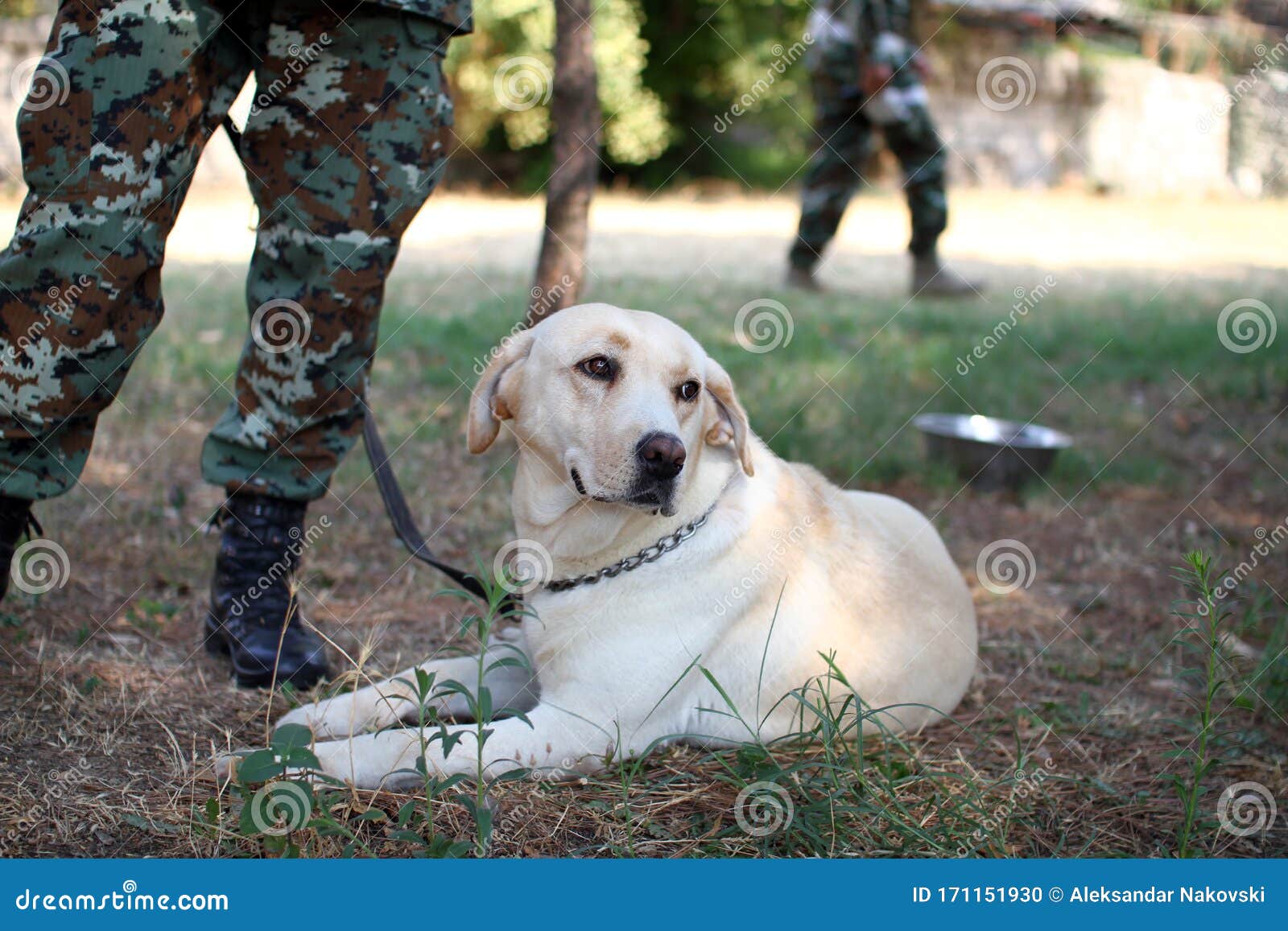 Hombre Con Uniforme Militar Y Perro Militar Foto de archivo - Imagen de ...