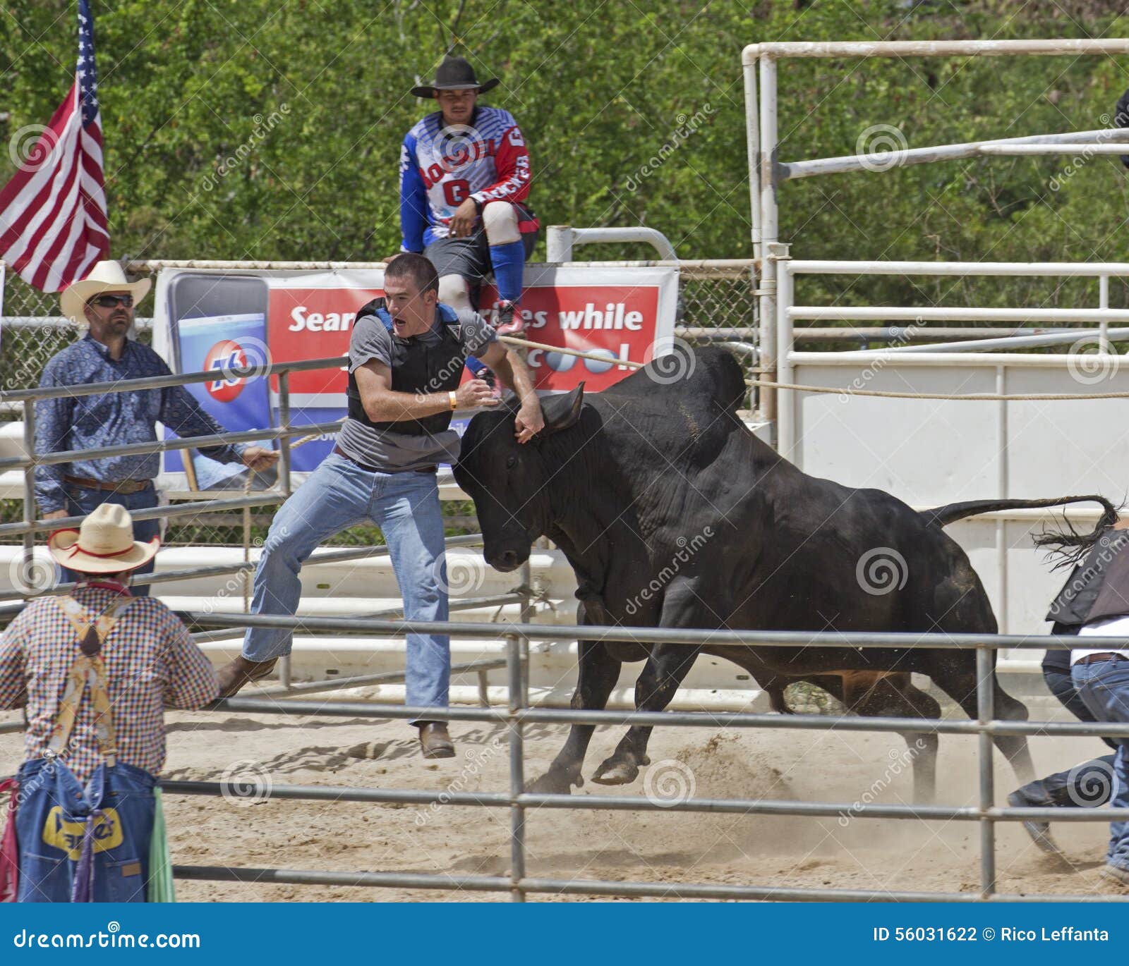 Hombre Headbutting de Bull fotografía editorial. Imagen de rico - 56031622