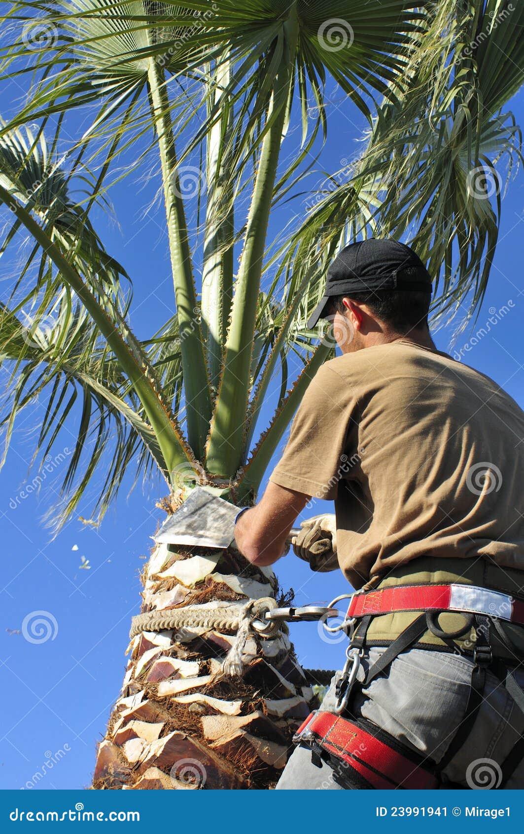 Hombre Que Corta Una Palmera Imagen de archivo - Imagen de tapa, palma ...