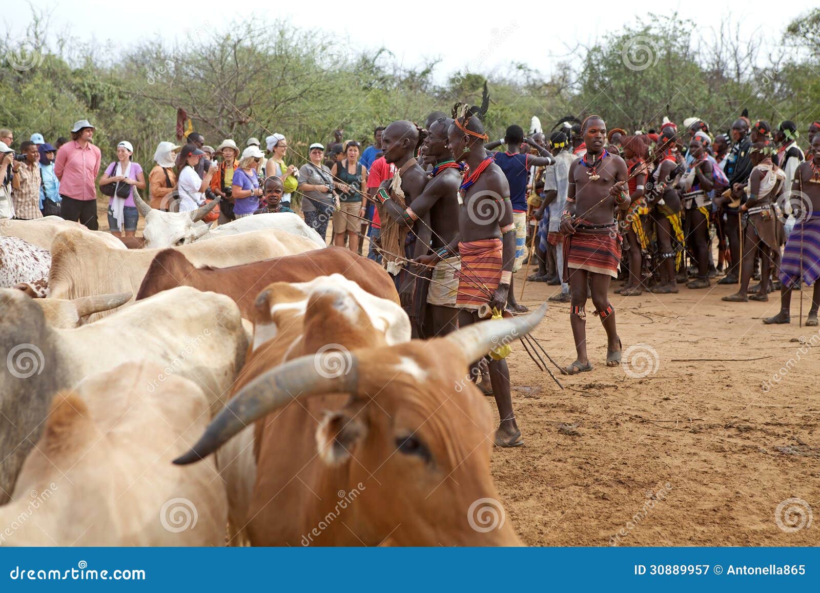 Hombres y ganado africanos fotografía editorial. Imagen de exterior ...