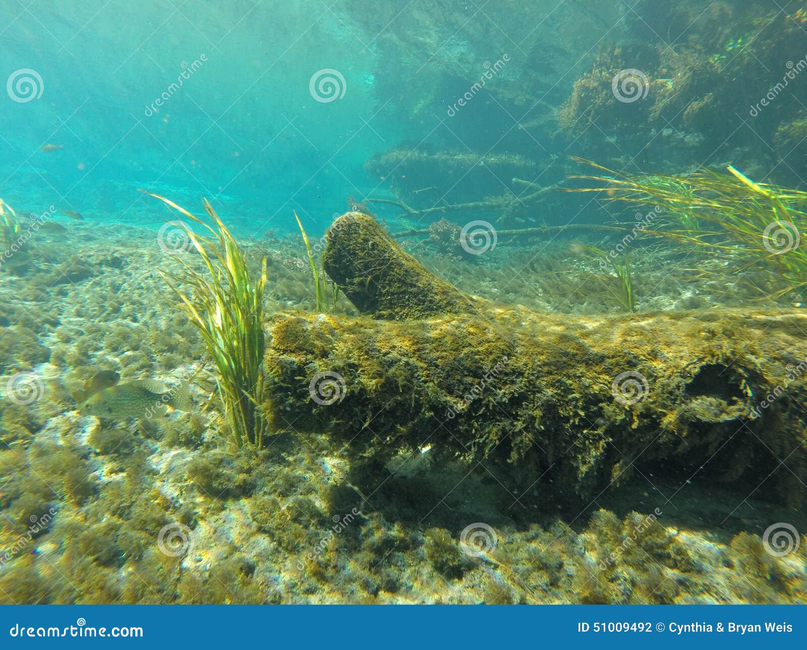Home stock photo. Image of home, fish, spring, freedive - 51009492