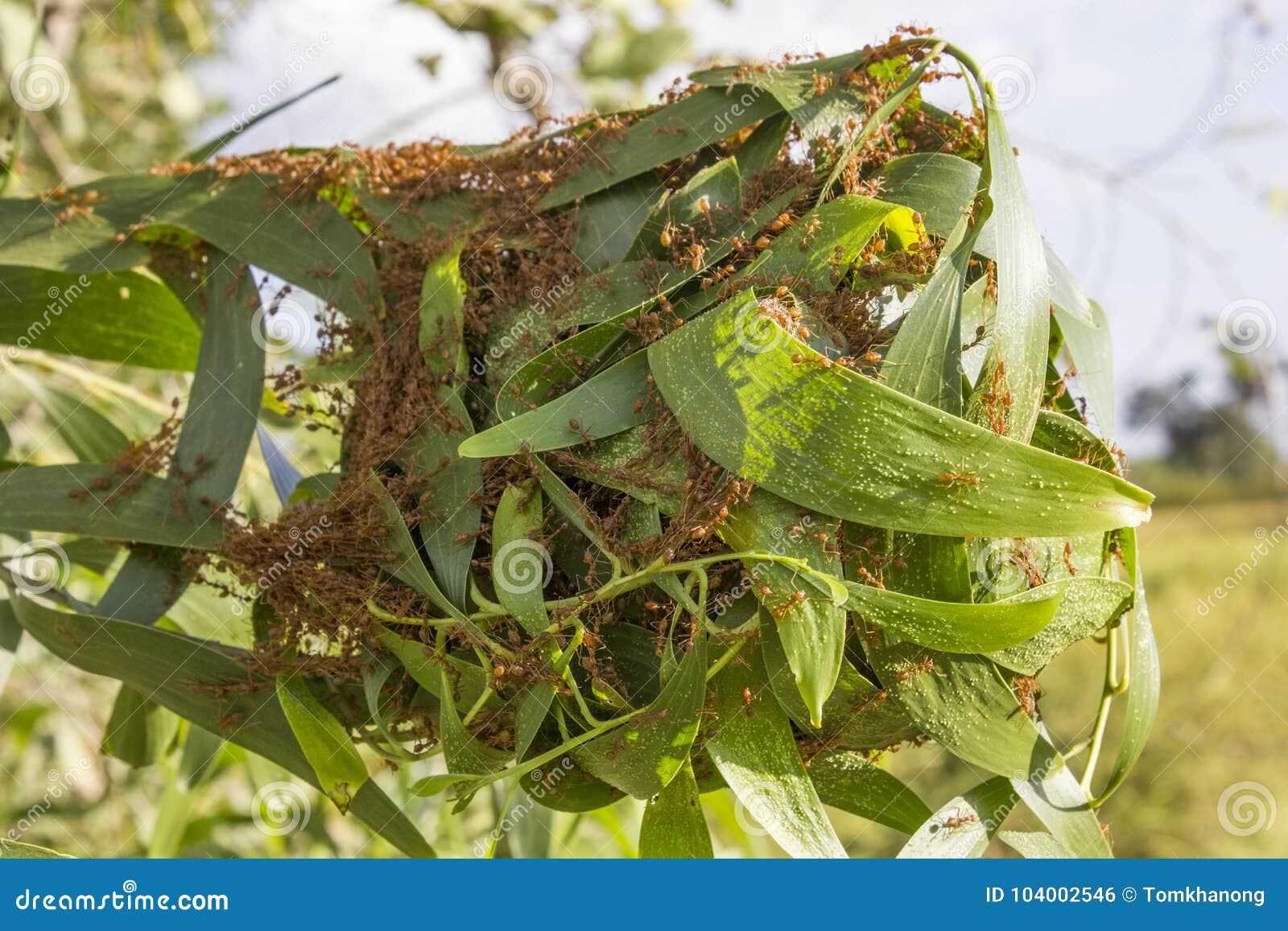 Home for ants or red ants stock photo. Image of orange - 104002546
