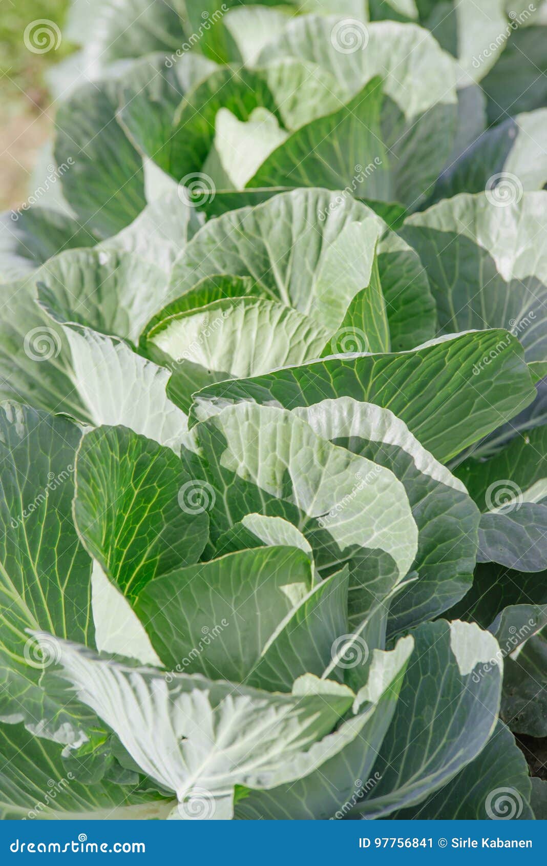 Home cabbage stock image. Image of domestic, fresh, dinner - 97756841