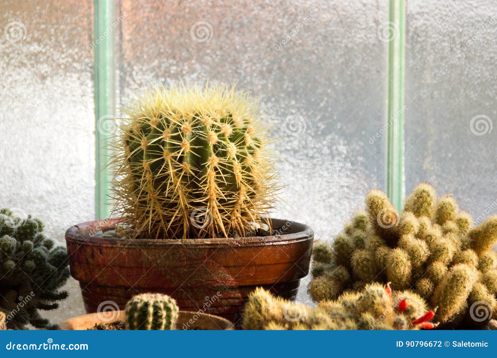 Home cactus collection stock photo. Image of houseplant - 90796672