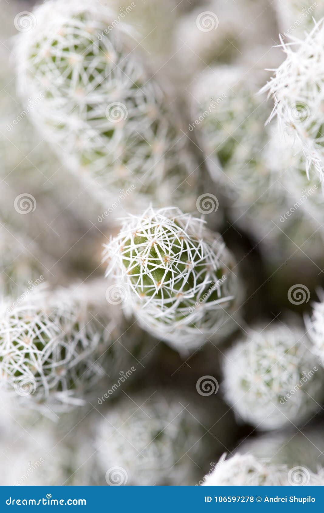 Home cactus. macro stock photo. Image of desert, macro - 106597278