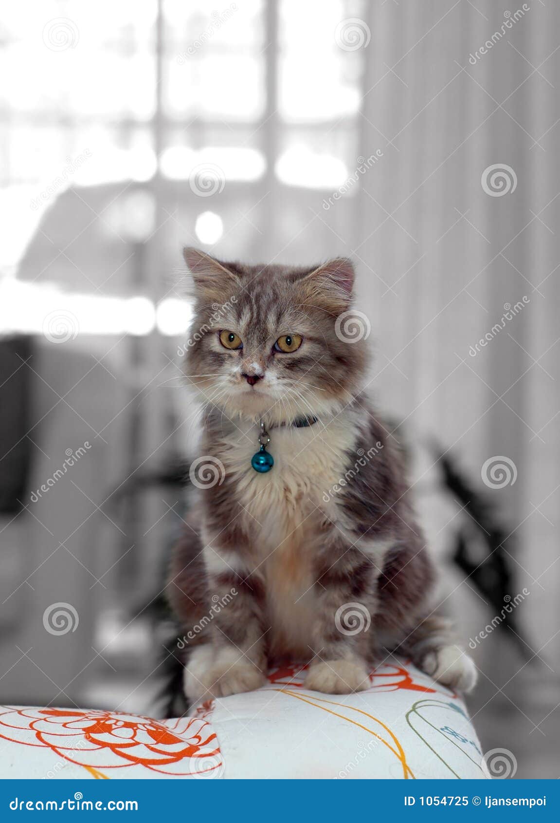 Home cat stock image. Image of wild, love, life, indoor - 1054725